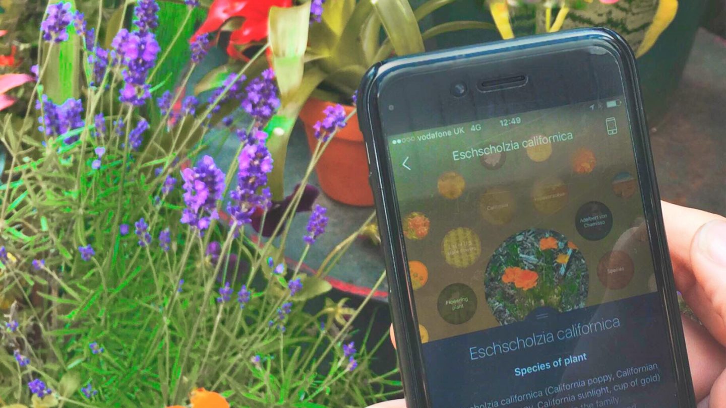 What Type of Flower Is This? Visual search by Blippar - News - Blippar